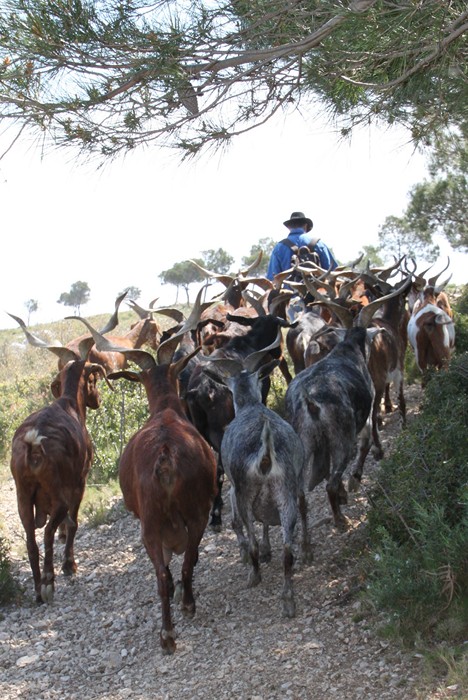 Chèvre du Rove - Maison Régionale de L'Elevage PACA