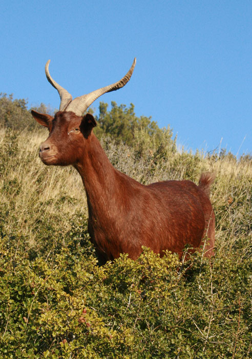 Chèvre du Rove - Maison Régionale de L'Elevage PACA